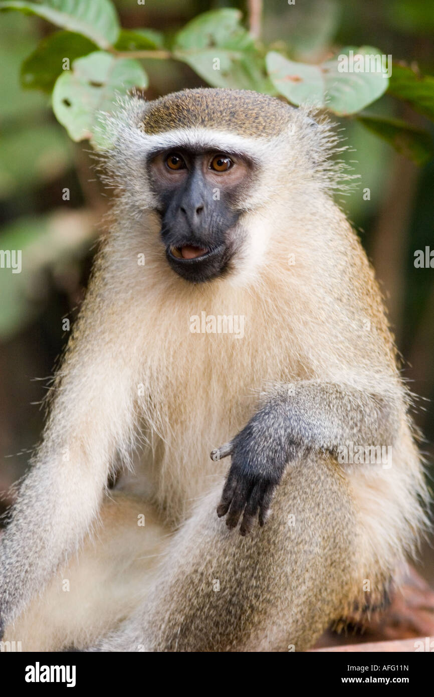 Vervet monkey Chlorocebus pygerythrus in the Kilombero Valley Tanzania ...