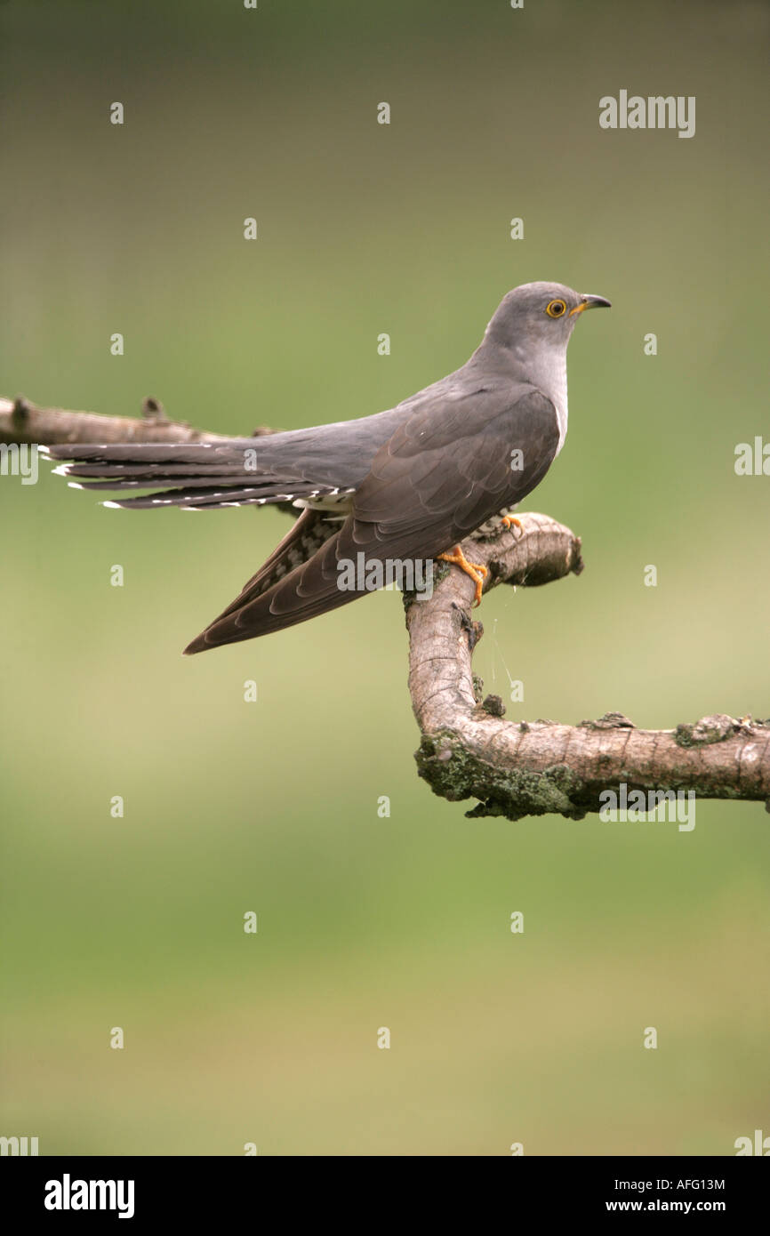 Cuckoo Cuculus canorus Hungary Stock Photo - Alamy