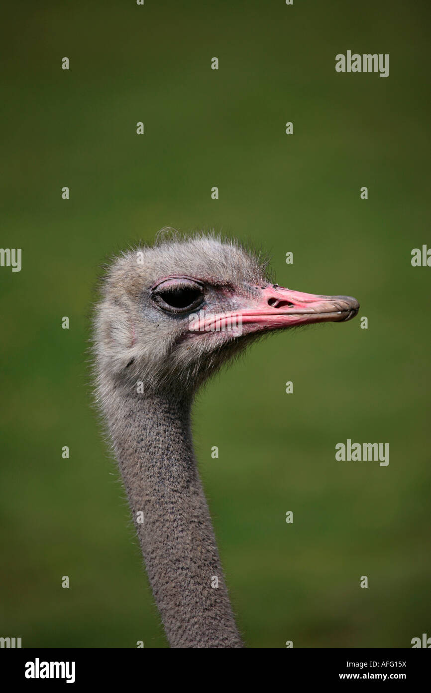 Ostrich head profile hi-res stock photography and images - Alamy