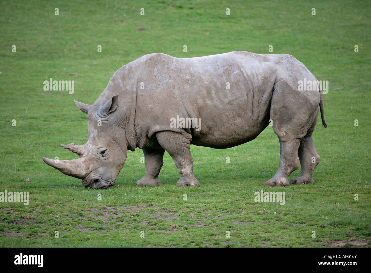 A single White Rhino grazing (captive Stock Photo - Alamy