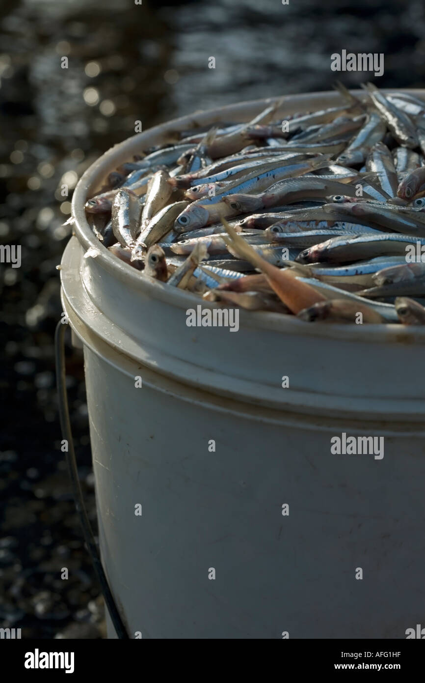 Fish for sale in Stone Town Fish Market, Zanzibar Stock Photo - Alamy