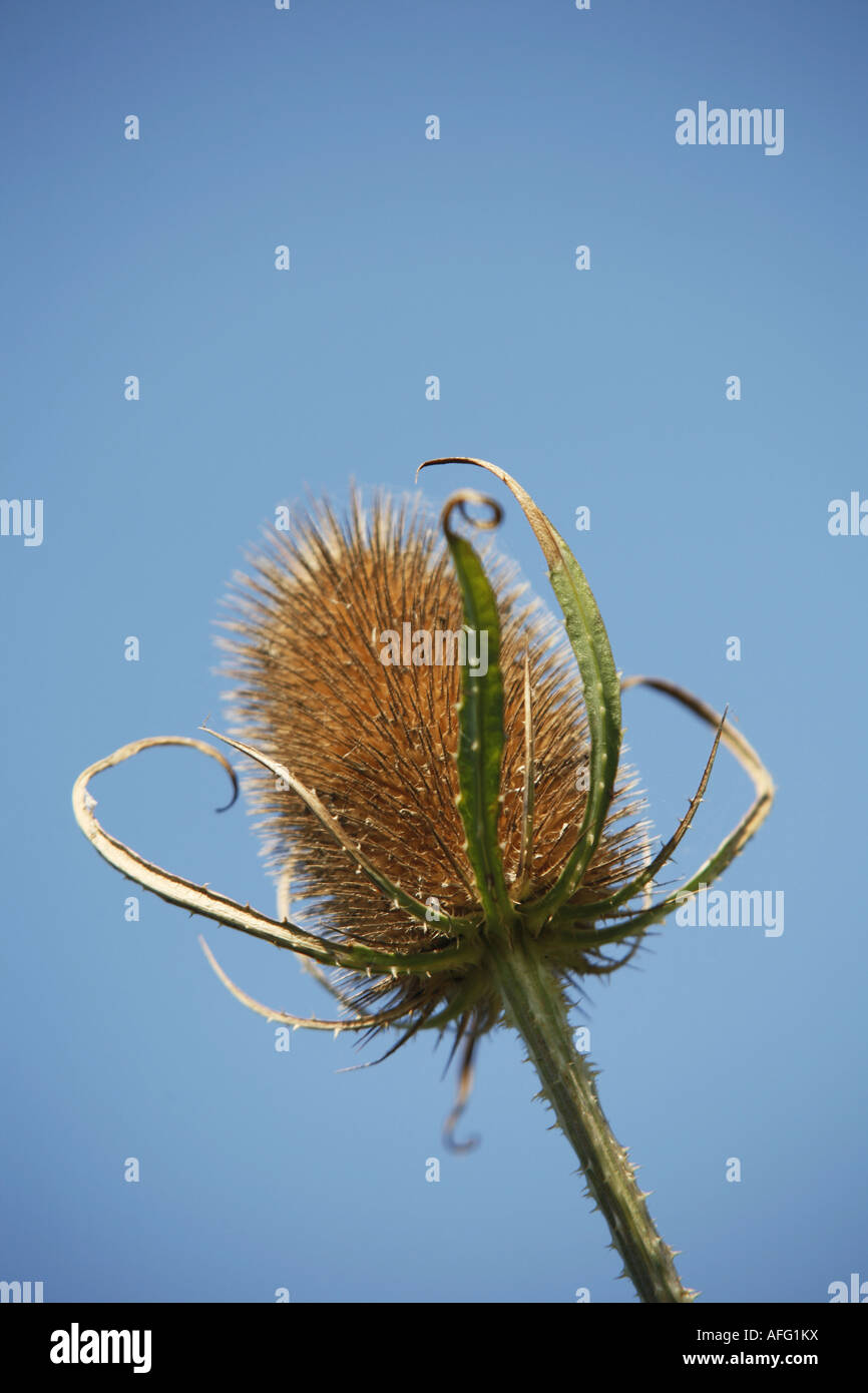 Teasle flower hi-res stock photography and images - Alamy