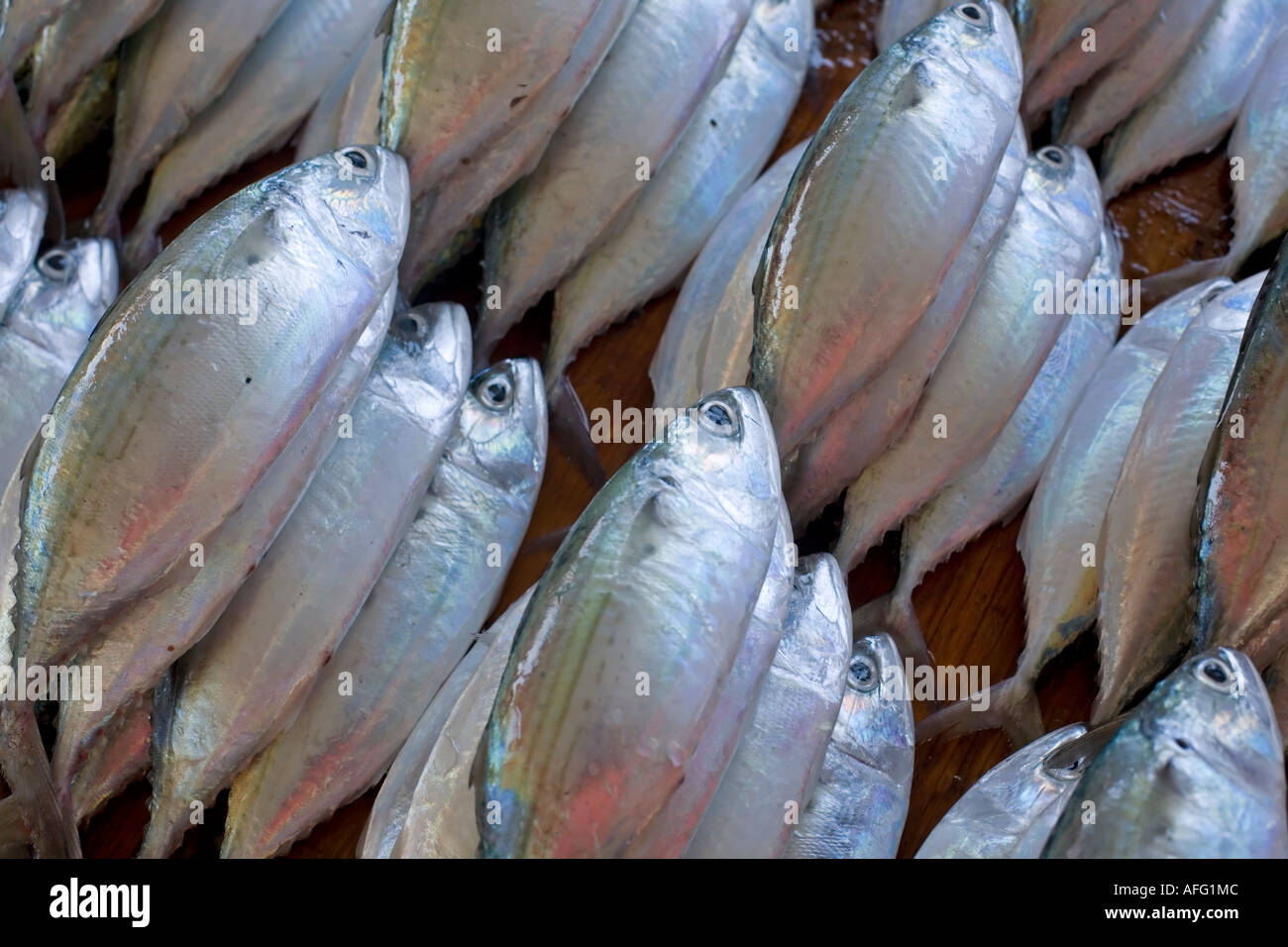 Fish for sale in Stone Town Fish Market, Zanzibar Stock Photo - Alamy