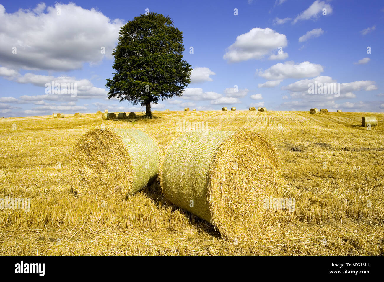 Sow barley hi-res stock photography and images - Alamy