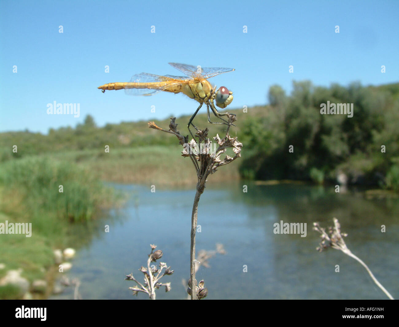 Dragonfly river hi-res stock photography and images - Alamy