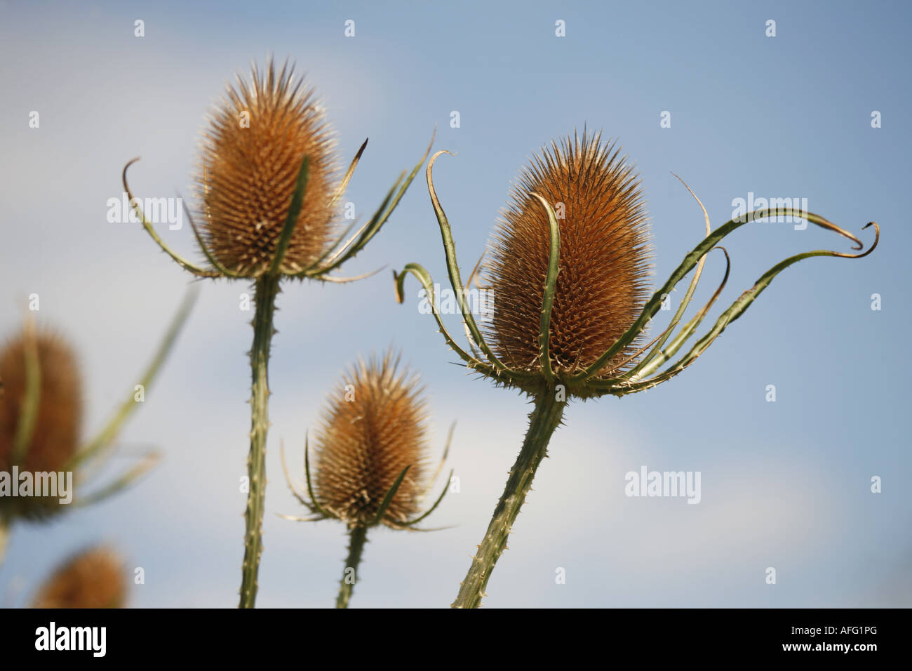 Teasle flower hi-res stock photography and images - Alamy