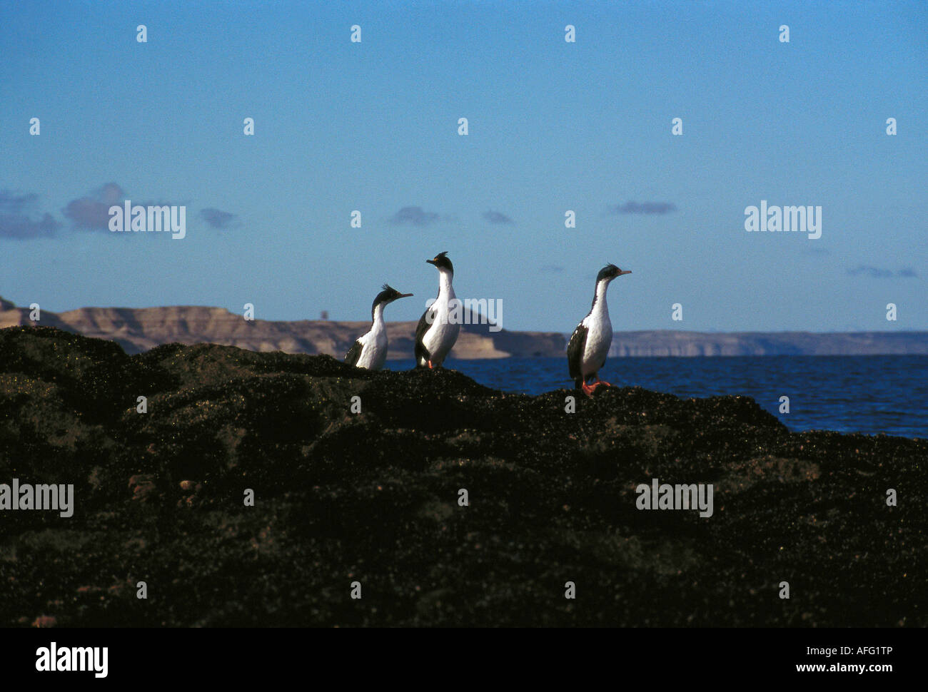 Black cormora hi-res stock photography and images - Alamy