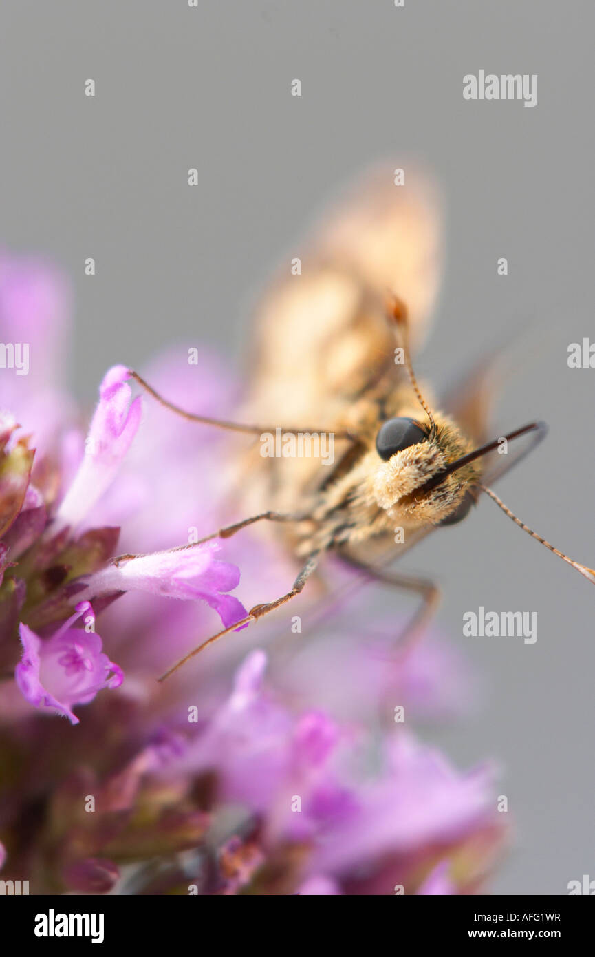 Flowers up close Stock Photo - Alamy