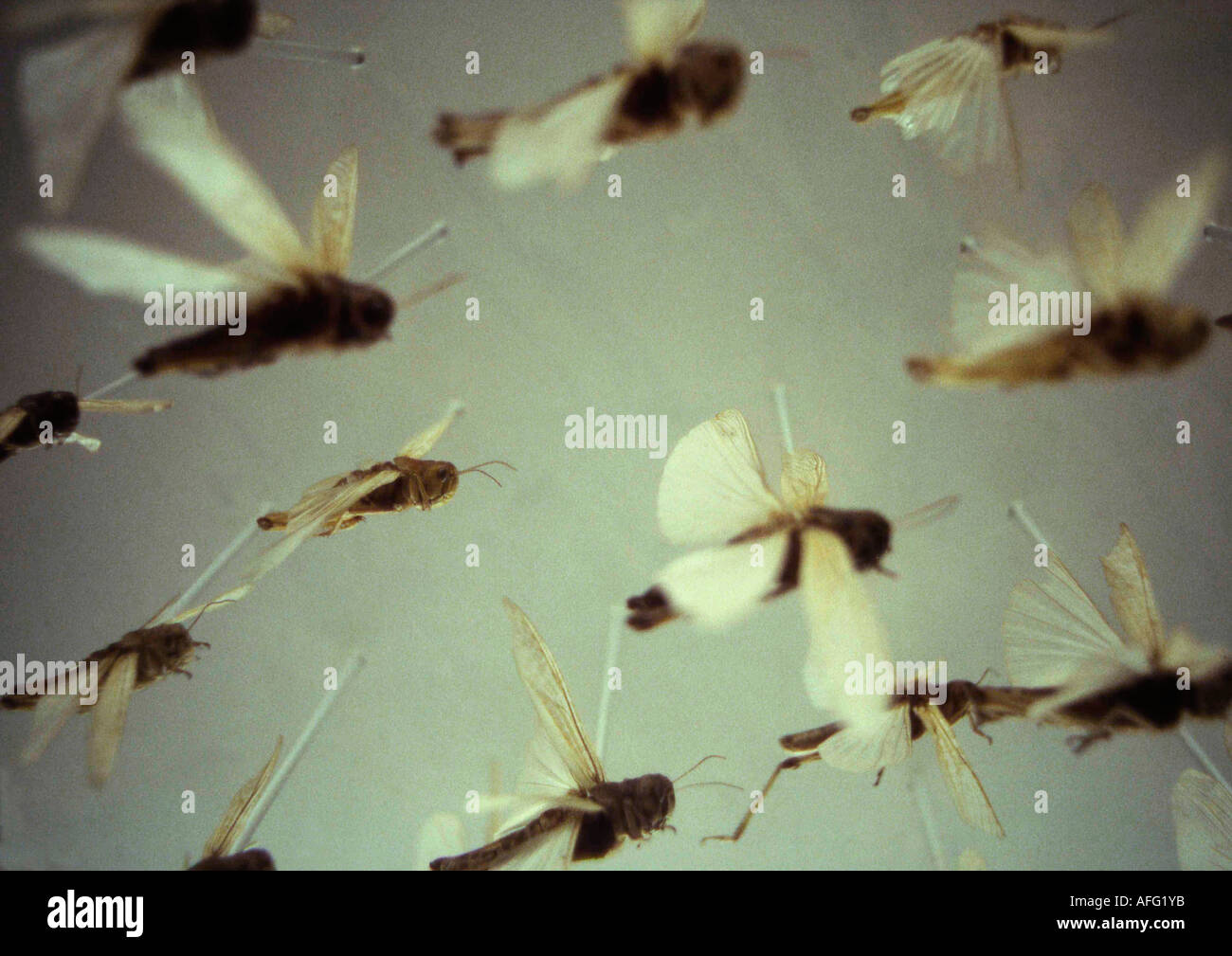 Flattern flattern flattern hi-res stock photography and images - Alamy