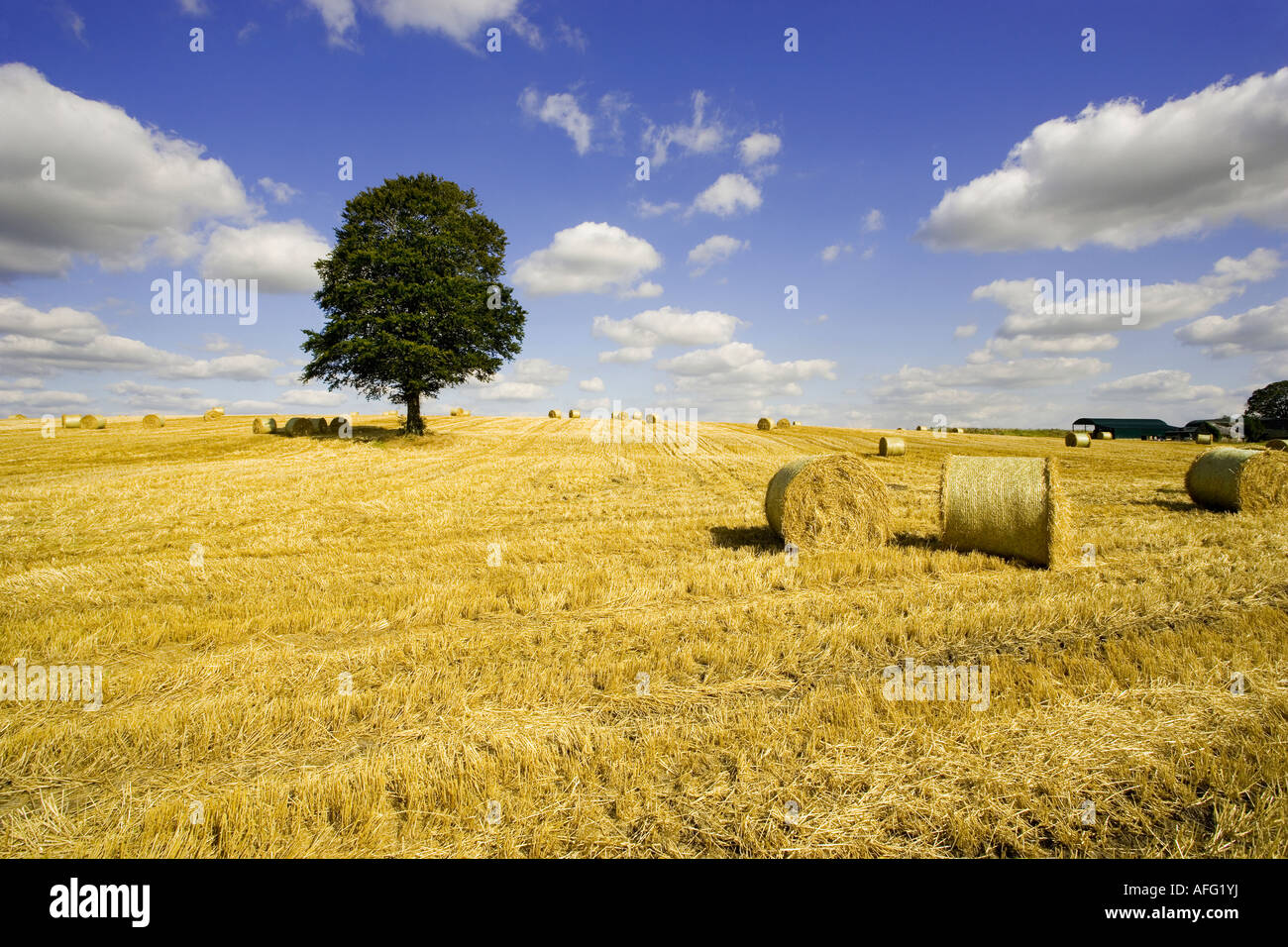 Straw gathering hi-res stock photography and images - Alamy
