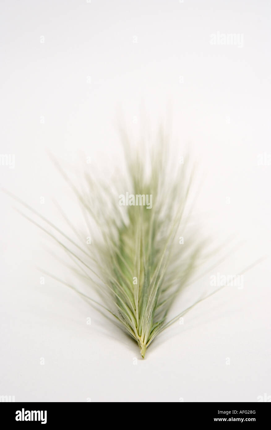 close up of spike Stock Photo - Alamy
