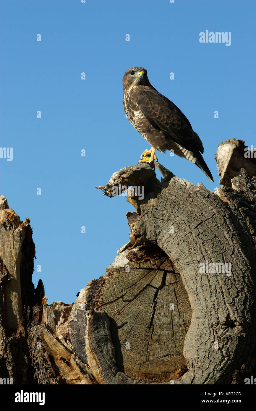 COMMON BUZZARD Buteo buteo Stock Photo - Alamy