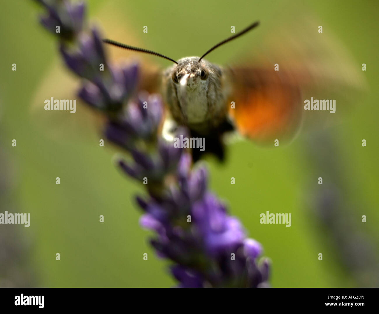 Flying sphynx moth Stock Photo - Alamy