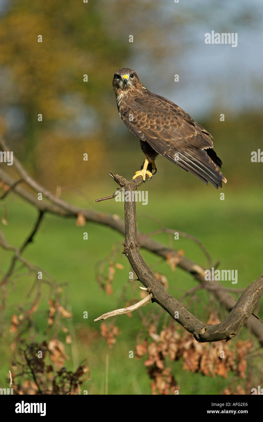 COMMON BUZZARD Buteo buteo Stock Photo - Alamy