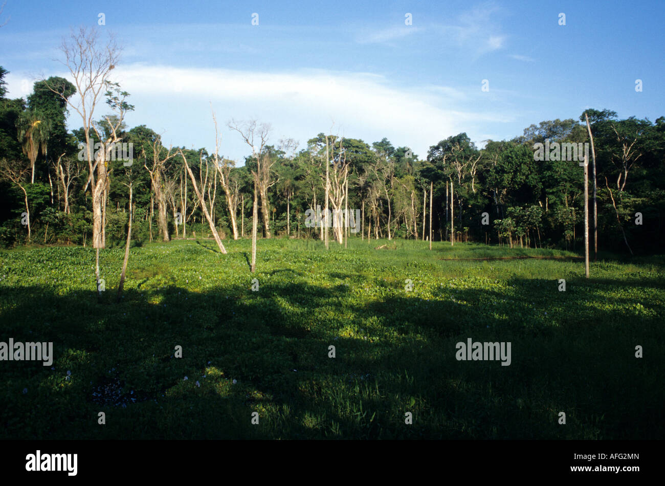 A humid subtropical forest hi-res stock photography and images - Alamy