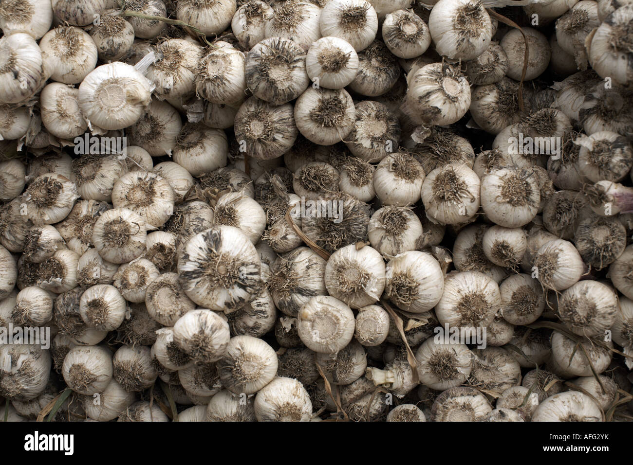 Garlic on sale in Khan al-Khalili, Cairo, Egypt Stock Photo - Alamy