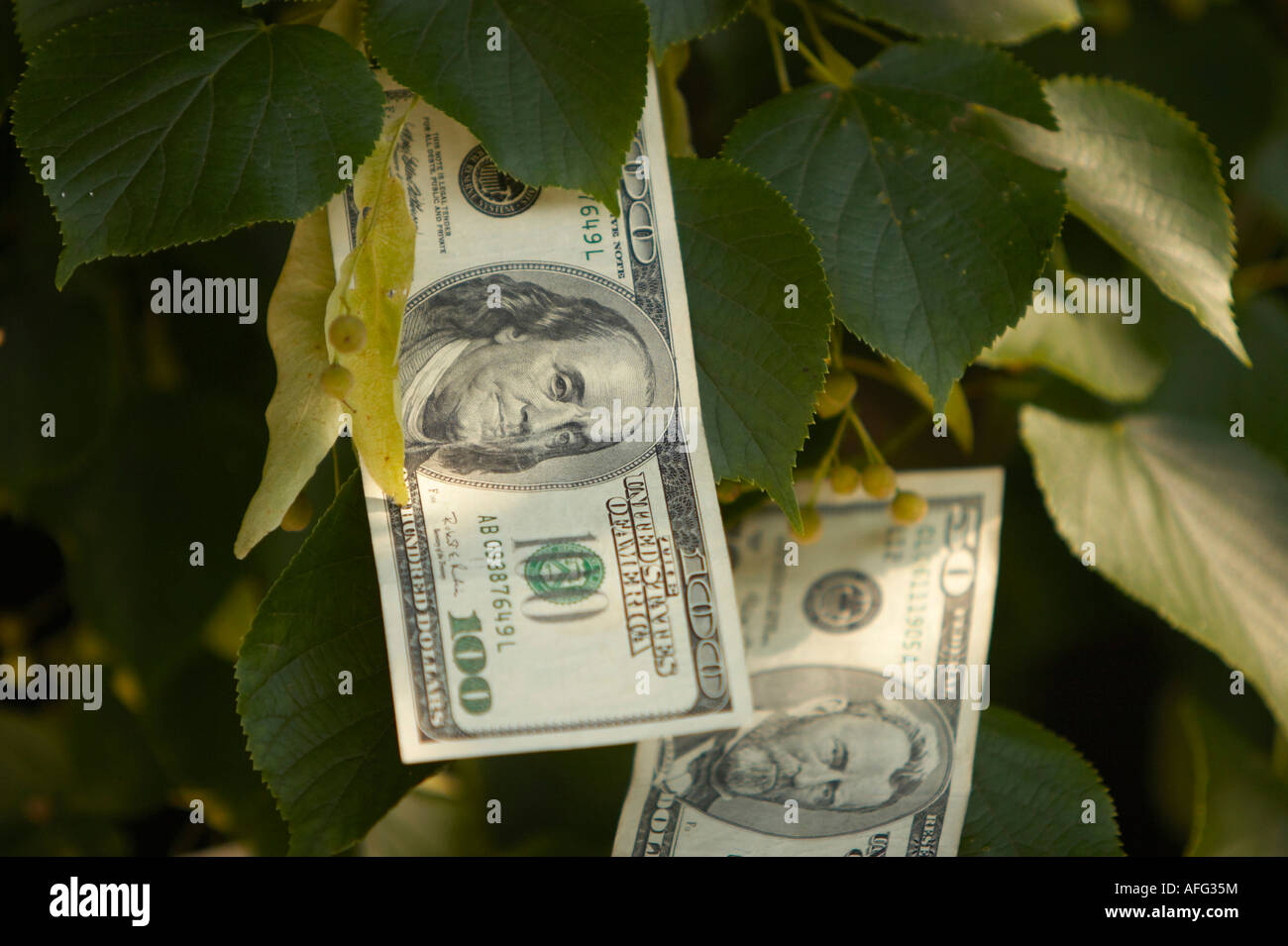 A photograph illustrating the opposite of the phrase money doesn t grow ...