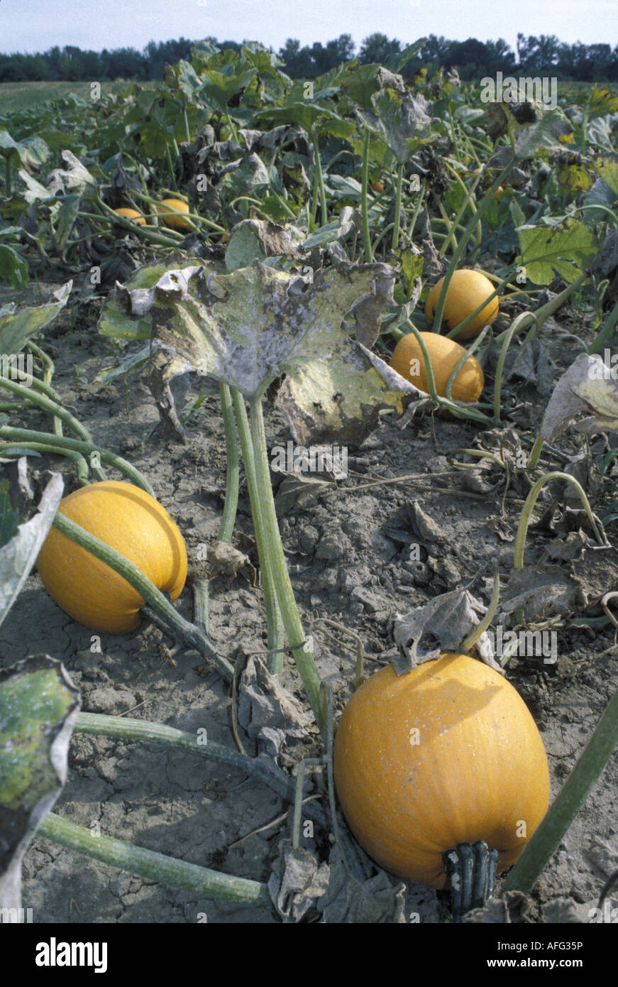 Ripe Pumpkins in the Field at Harvest Time Stock Photo - Alamy