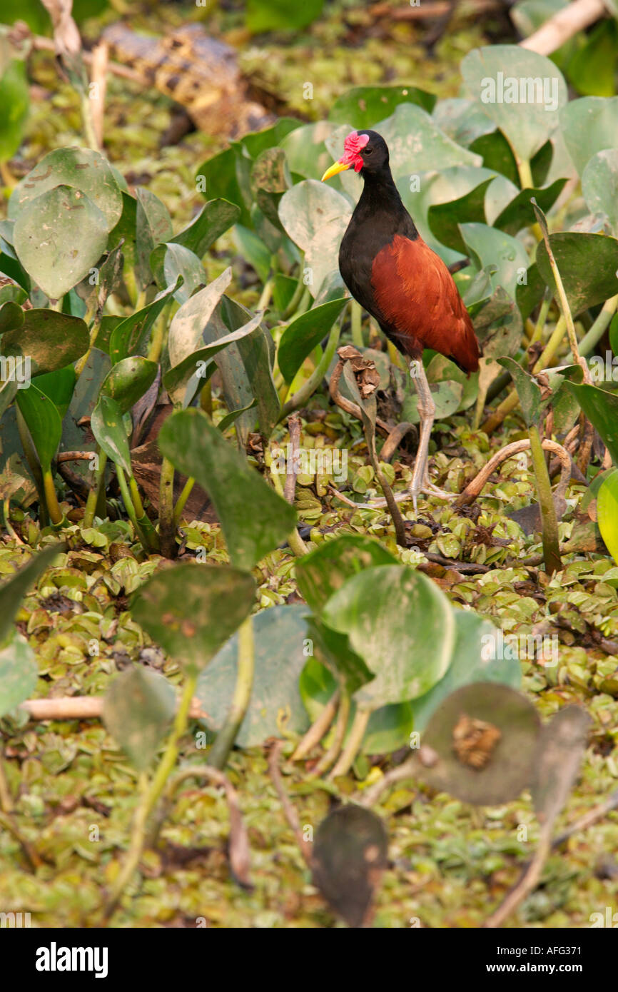 WATTLED JACANA Jacana jacana Stock Photo - Alamy