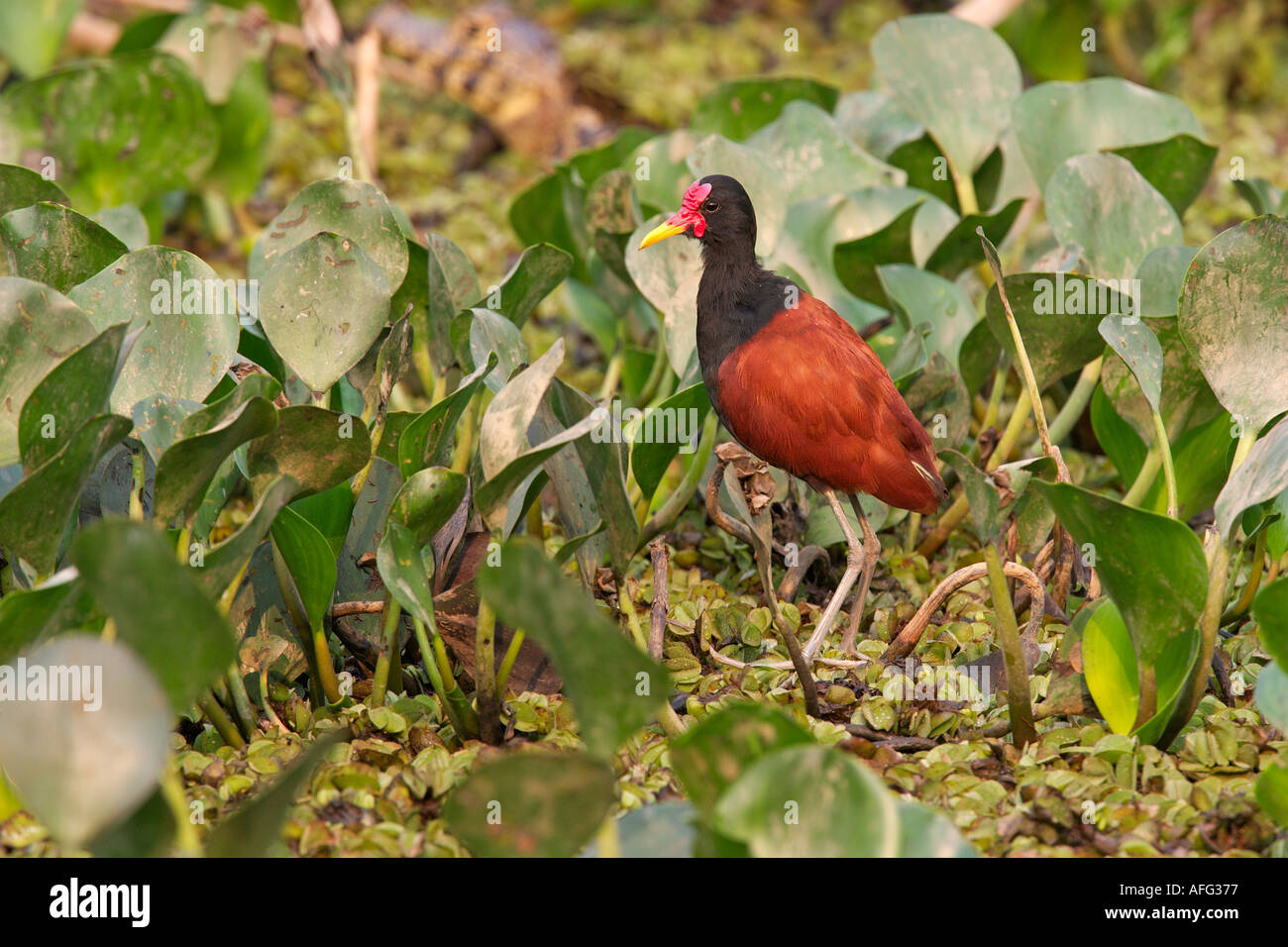 WATTLED JACANA Jacana jacana Stock Photo - Alamy