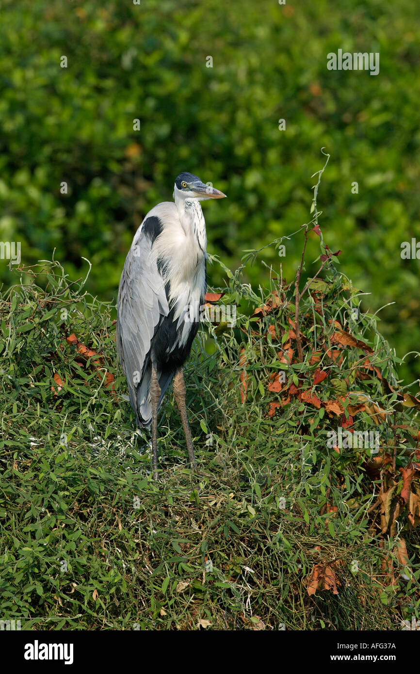 WHITE NECKED HERON Ardea pacifica Stock Photo - Alamy