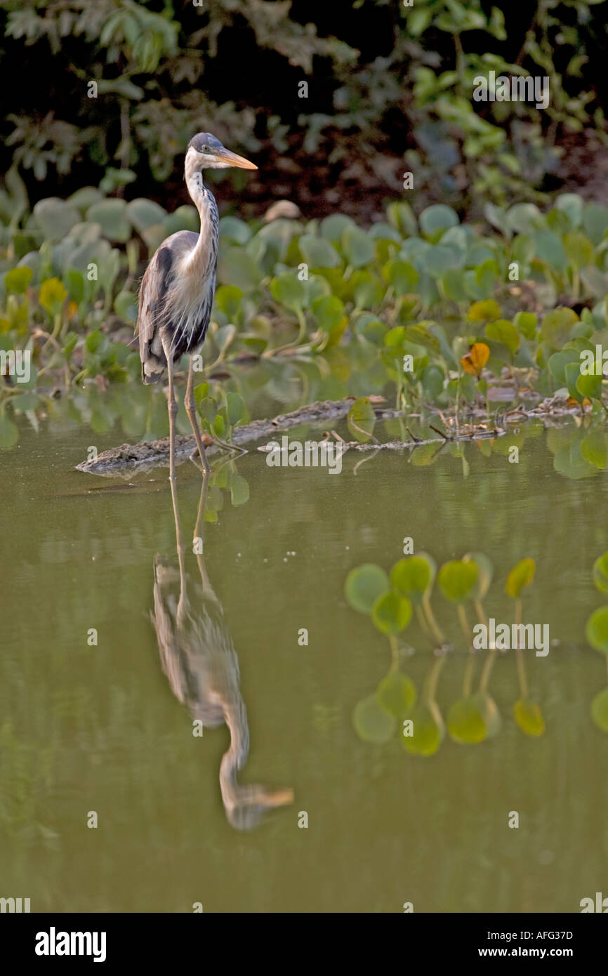 WHITE NECKED HERON Ardea pacifica Stock Photo - Alamy