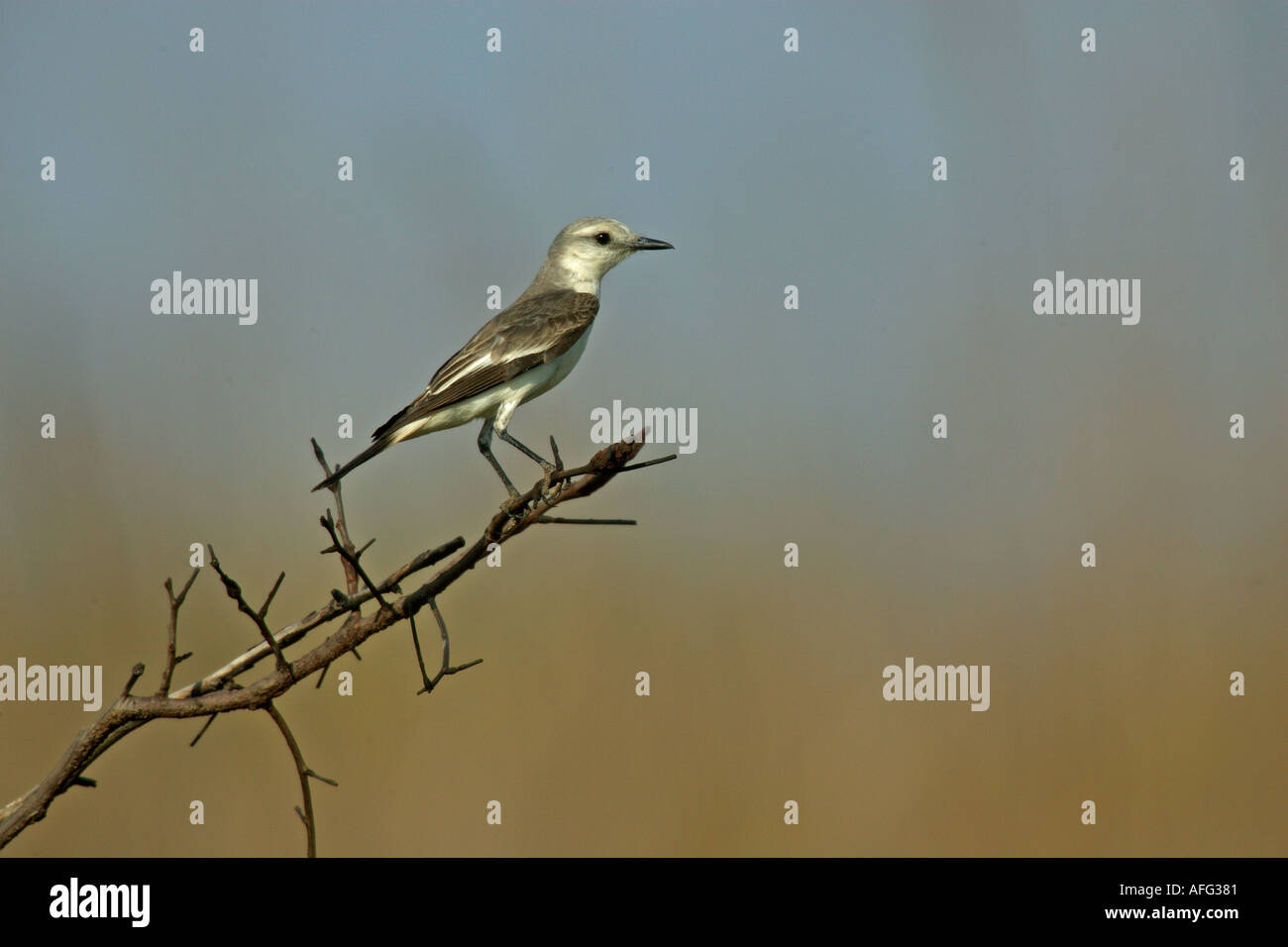 WHITE RUMPED MONJITA Xolmis velata Stock Photo - Alamy