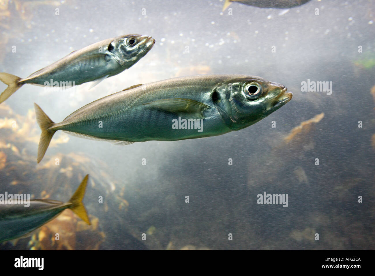 Well developed lateral line on fish Oceanopolis Brest France Stock ...