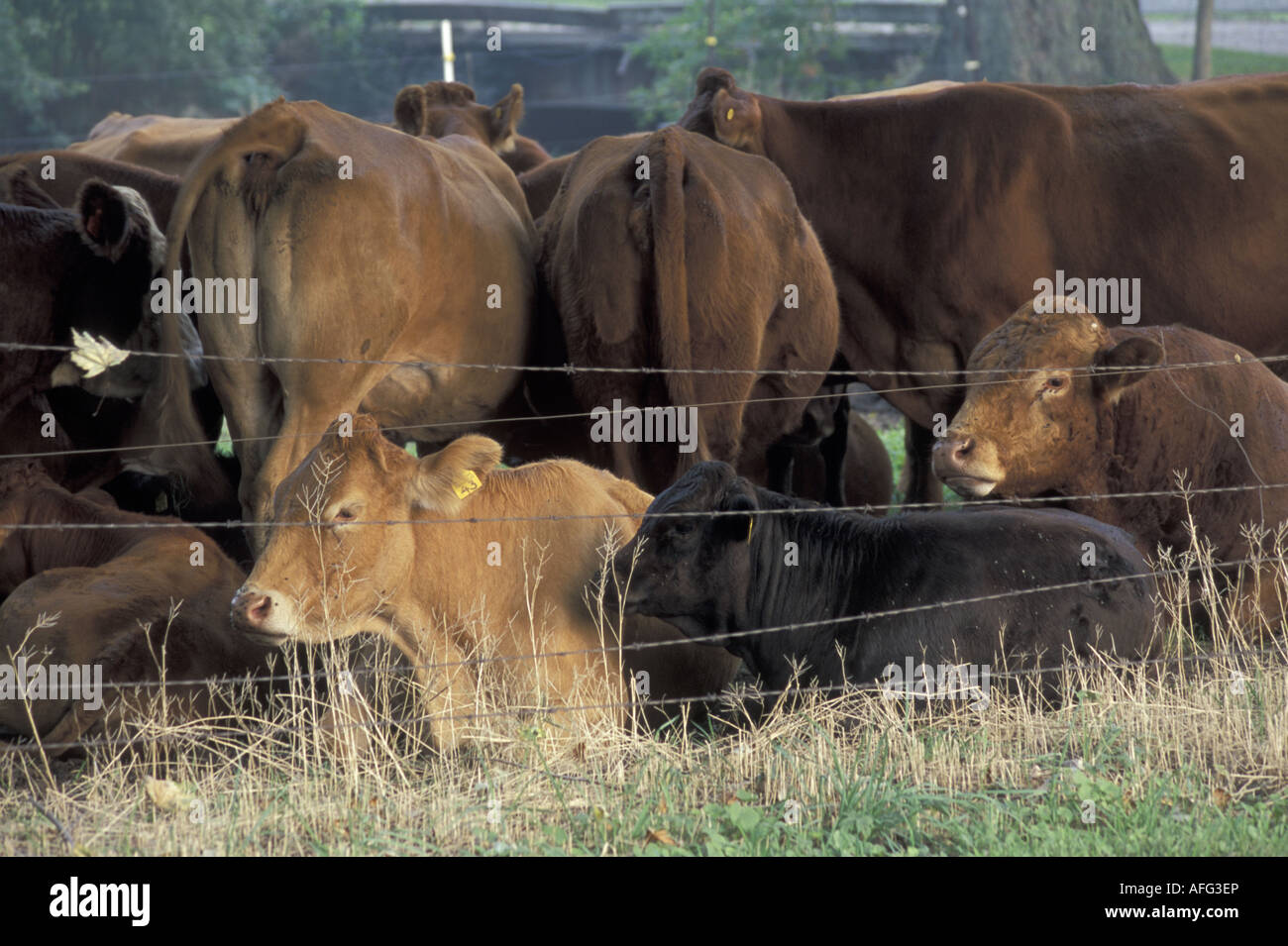 Barbed tails hi-res stock photography and images - Alamy