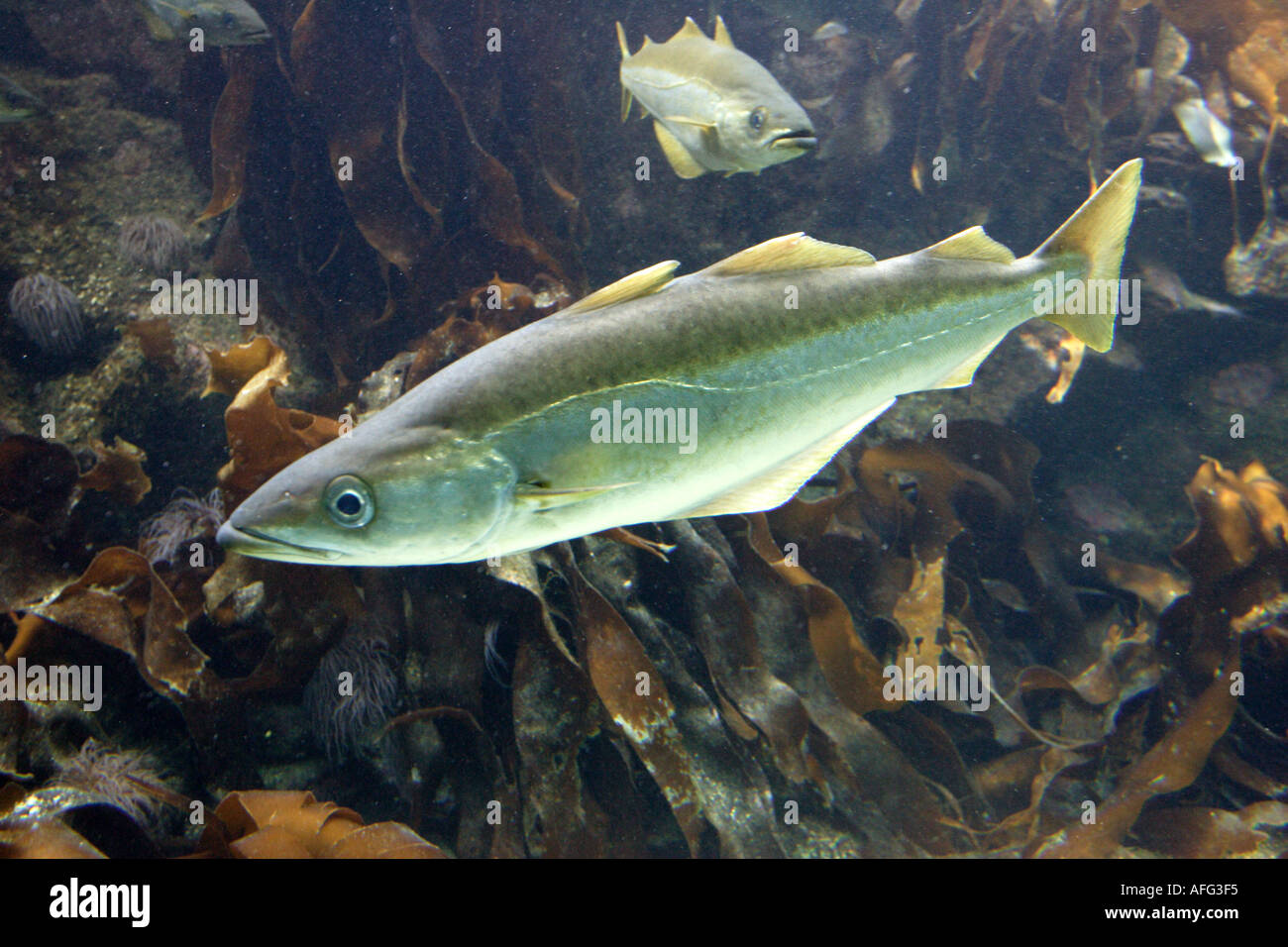 Pollack hi-res stock photography and images - Alamy