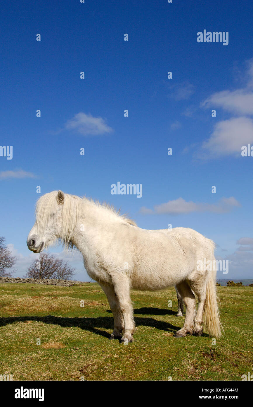 Single white Dartmoor Pony standing very close to the camera in side ...