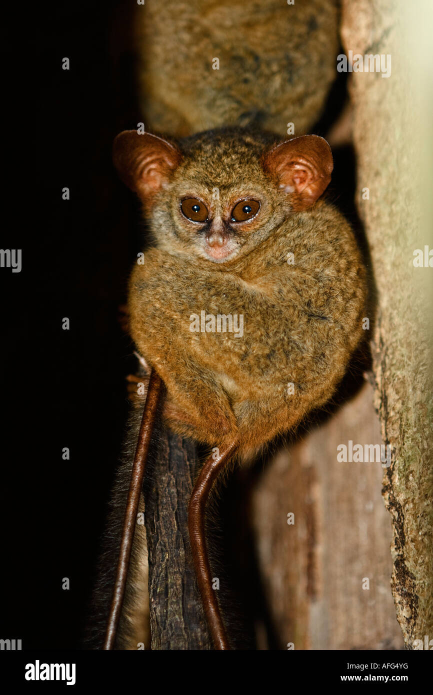 Spectral Tarsier (Tarsius spectrum), Tangkoko National Park, Sulawesi ...