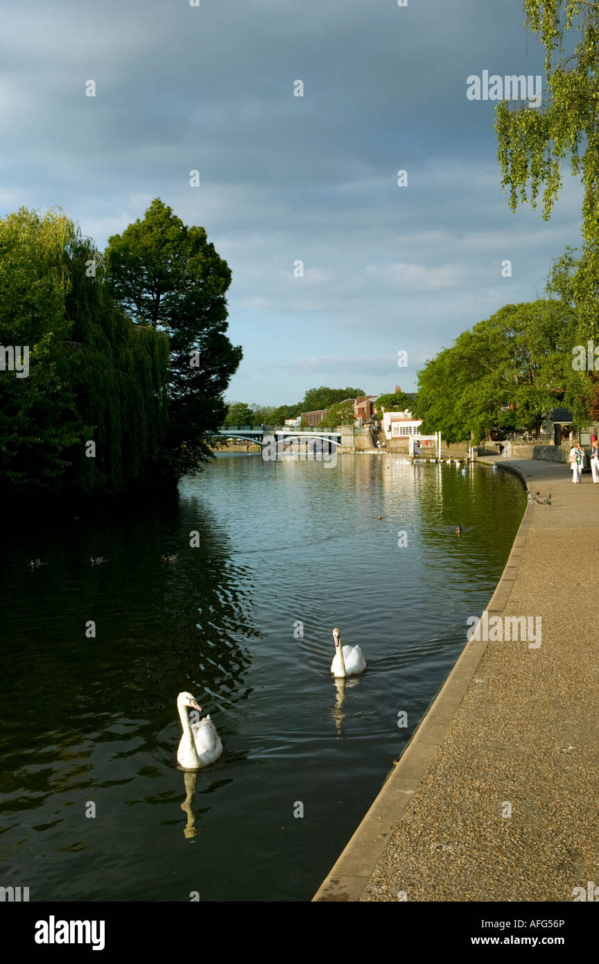 Two swans on River Thames next to footpath Eton Berkshire England ...
