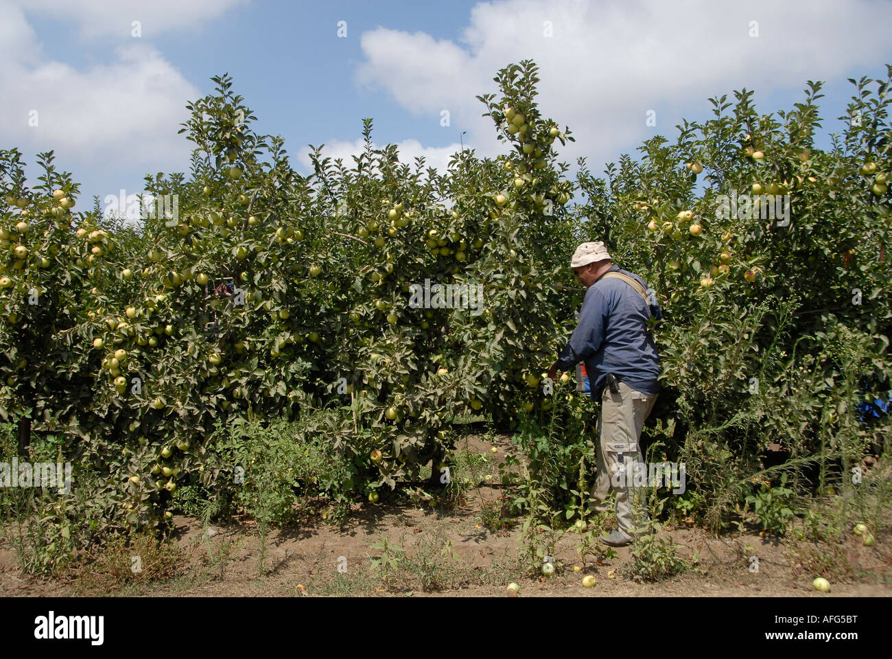 An Israeli farmer harvesting apples in an orchard near Quneitra ...