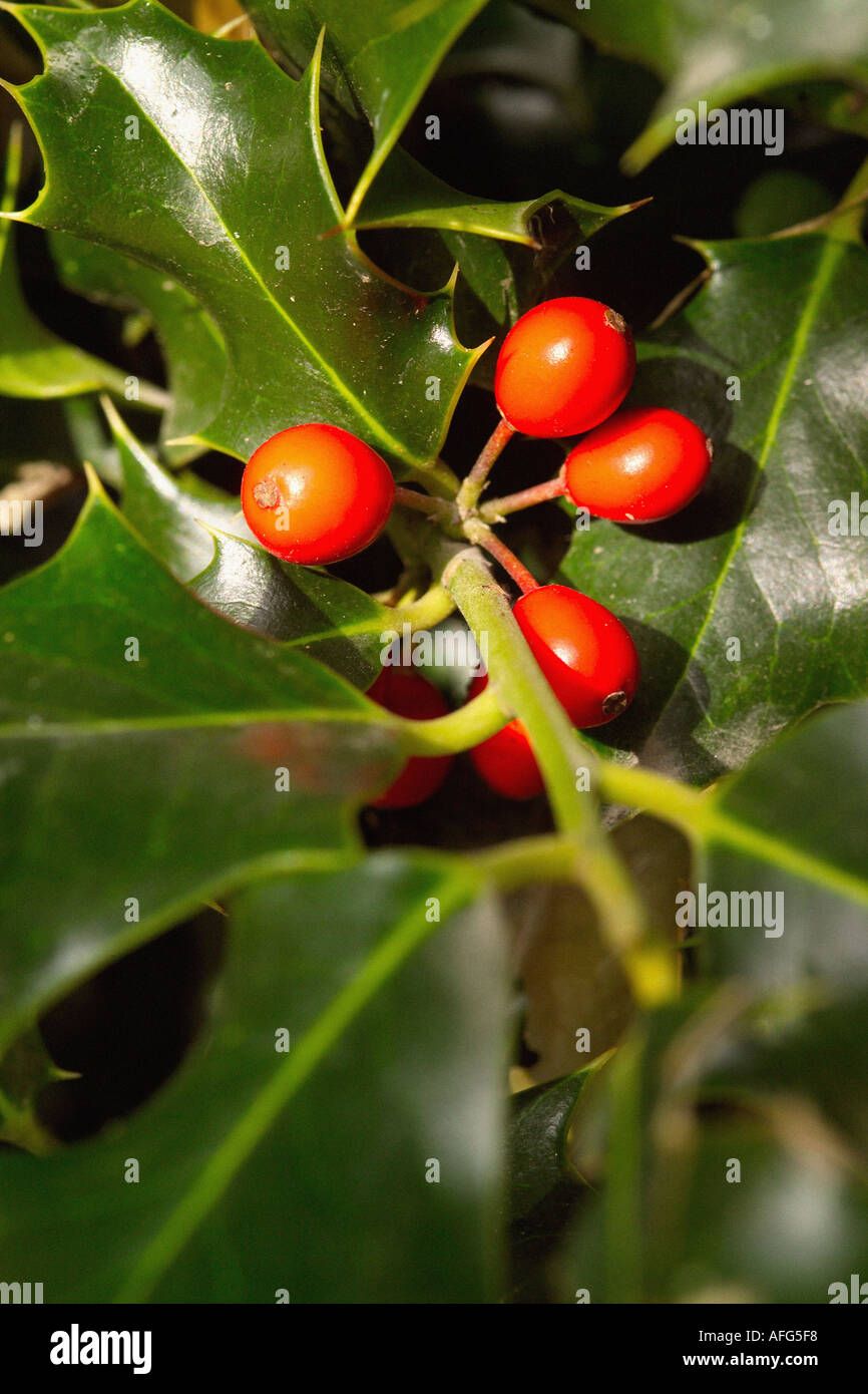 Festive christmas holly berry hi-res stock photography and images - Alamy