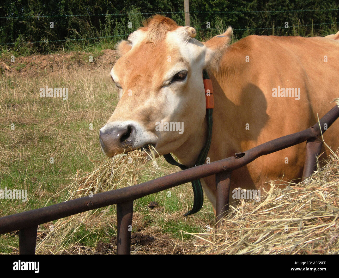 cow eating hay Stock Photo - Alamy