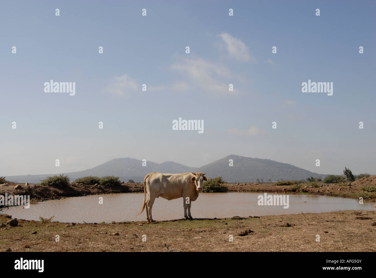 Cattle farming in israel hi-res stock photography and images - Alamy