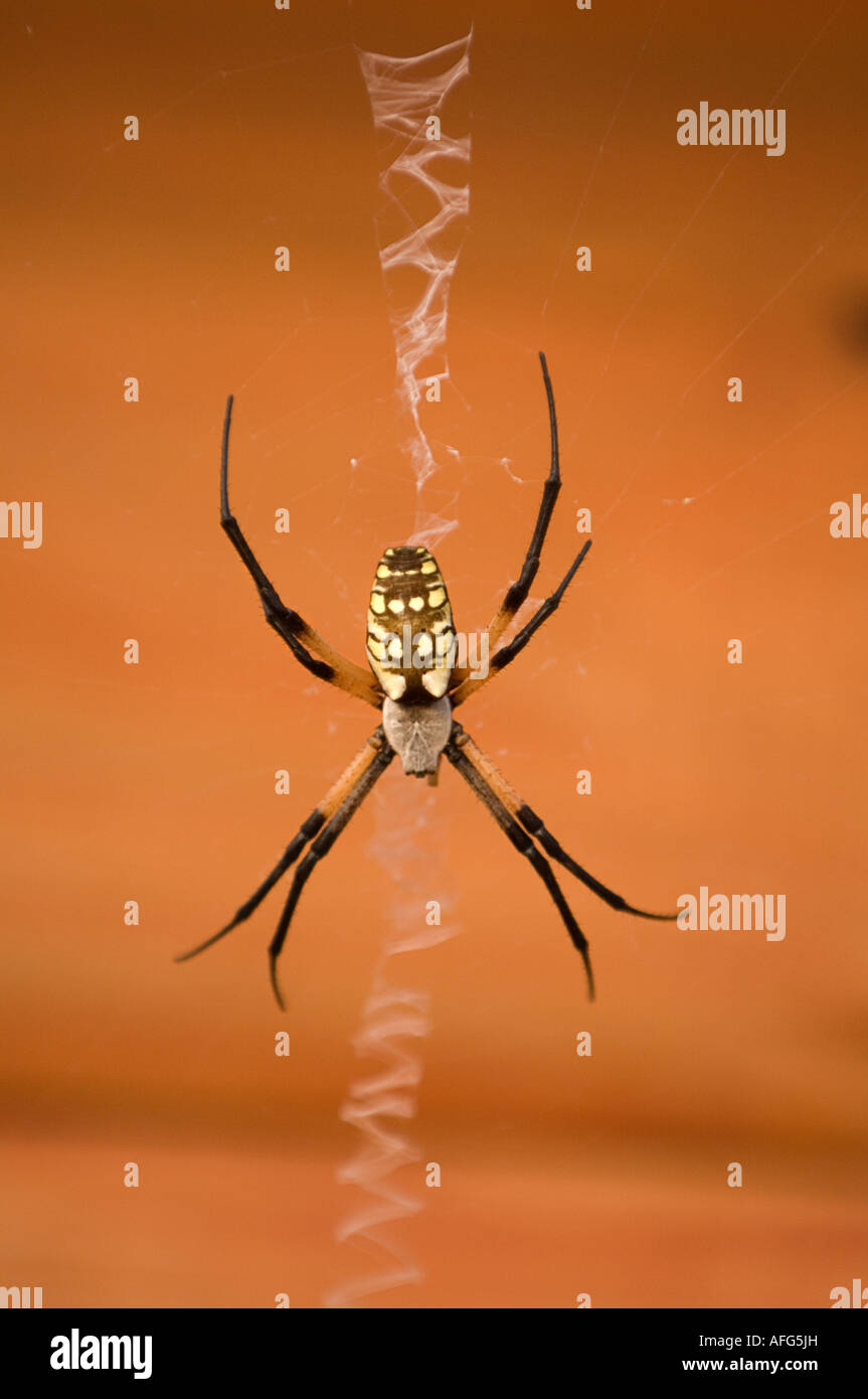 Black and Yellow Garden Spider Argiope aurantia at a cabin on Lake ...
