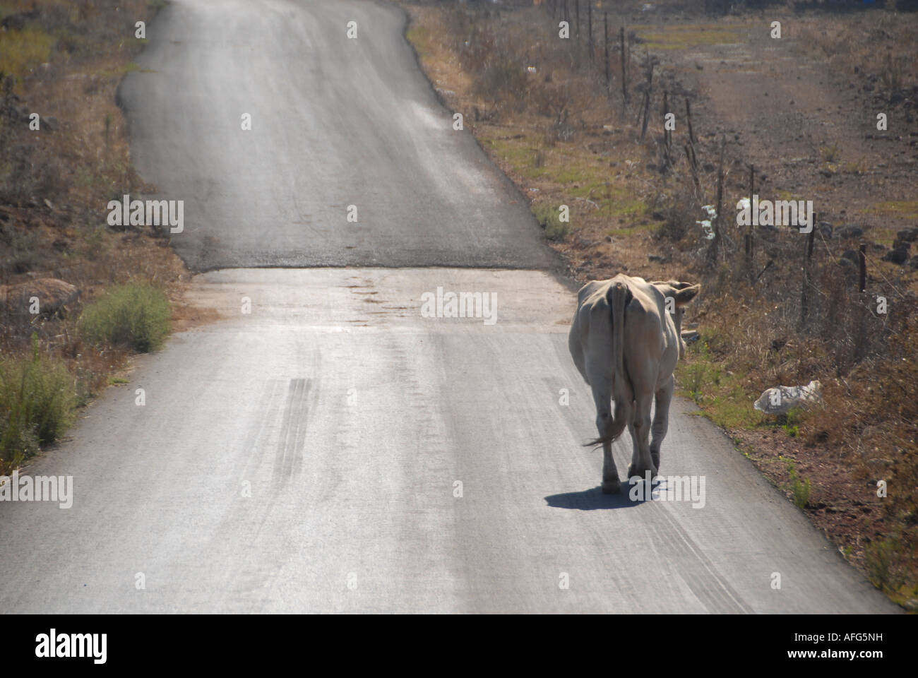 A cow walks along the border with Syria in the Golan Heights Israel ...