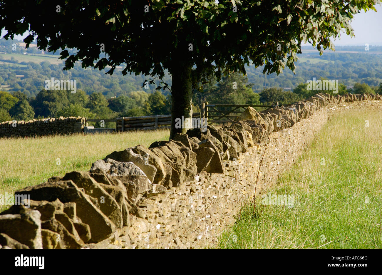 english countryside - Dry stone wall and tree near Cotswold village of ...
