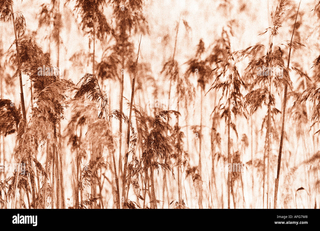 Cross flow head hi-res stock photography and images - Alamy