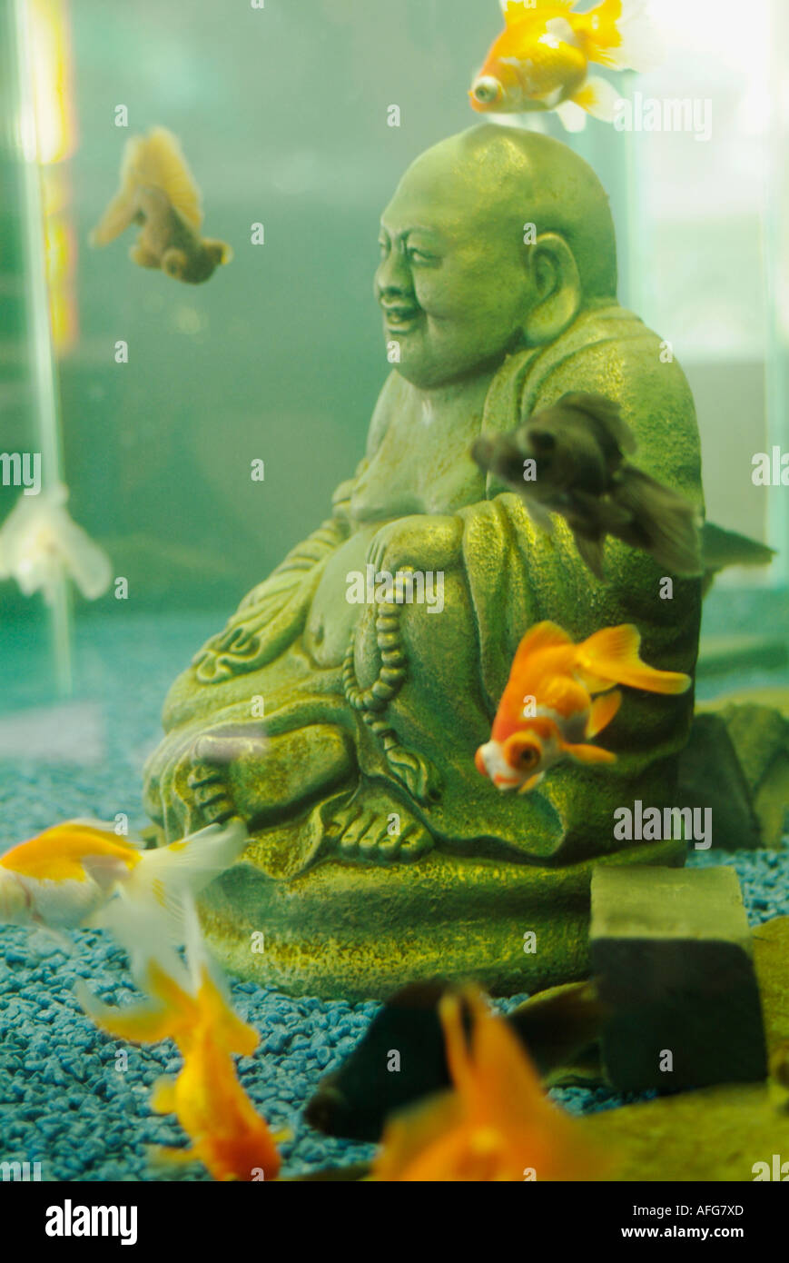 Buddha fish hi-res stock photography and images - Alamy