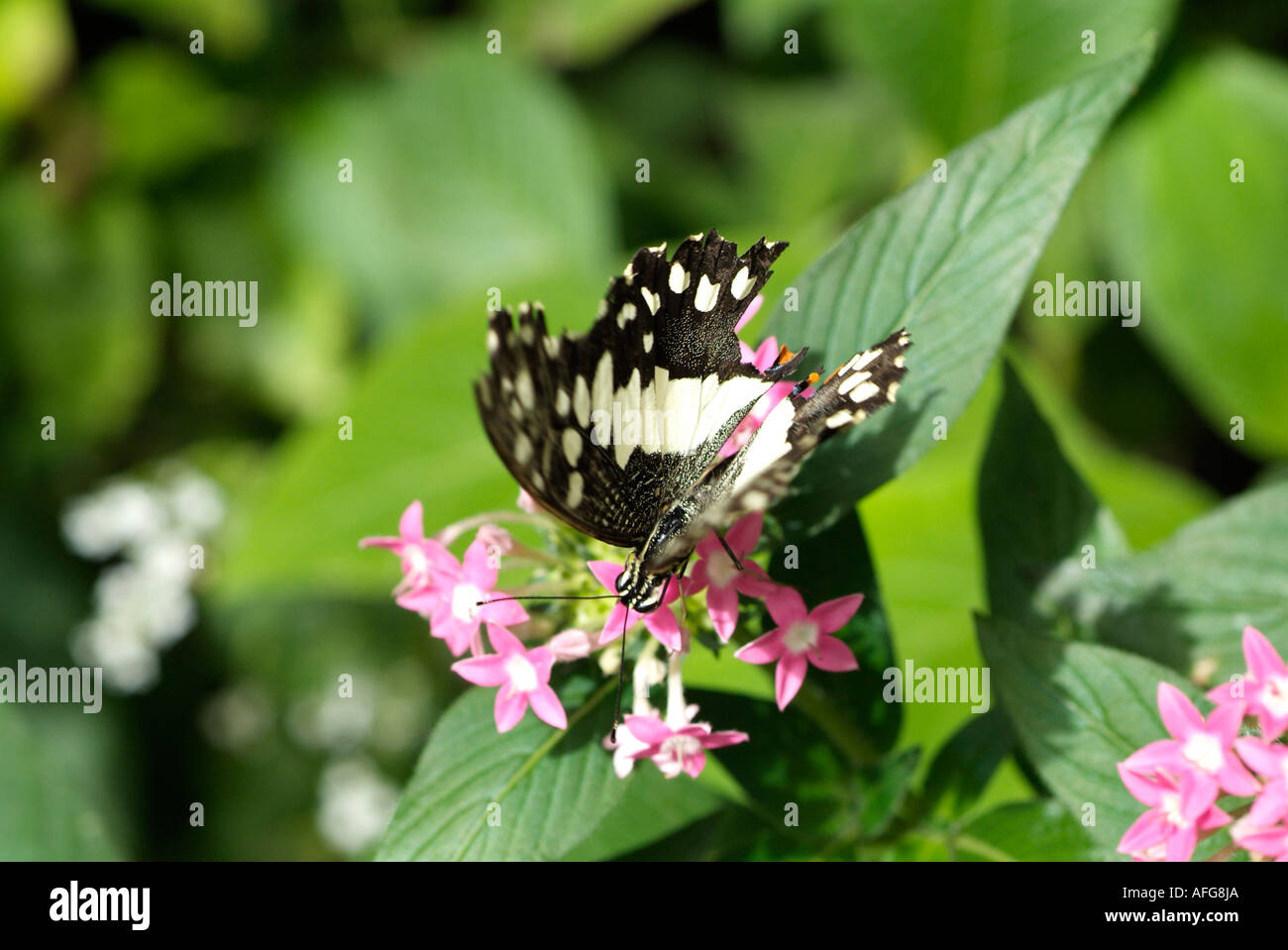 Cycle nymph hi-res stock photography and images - Alamy