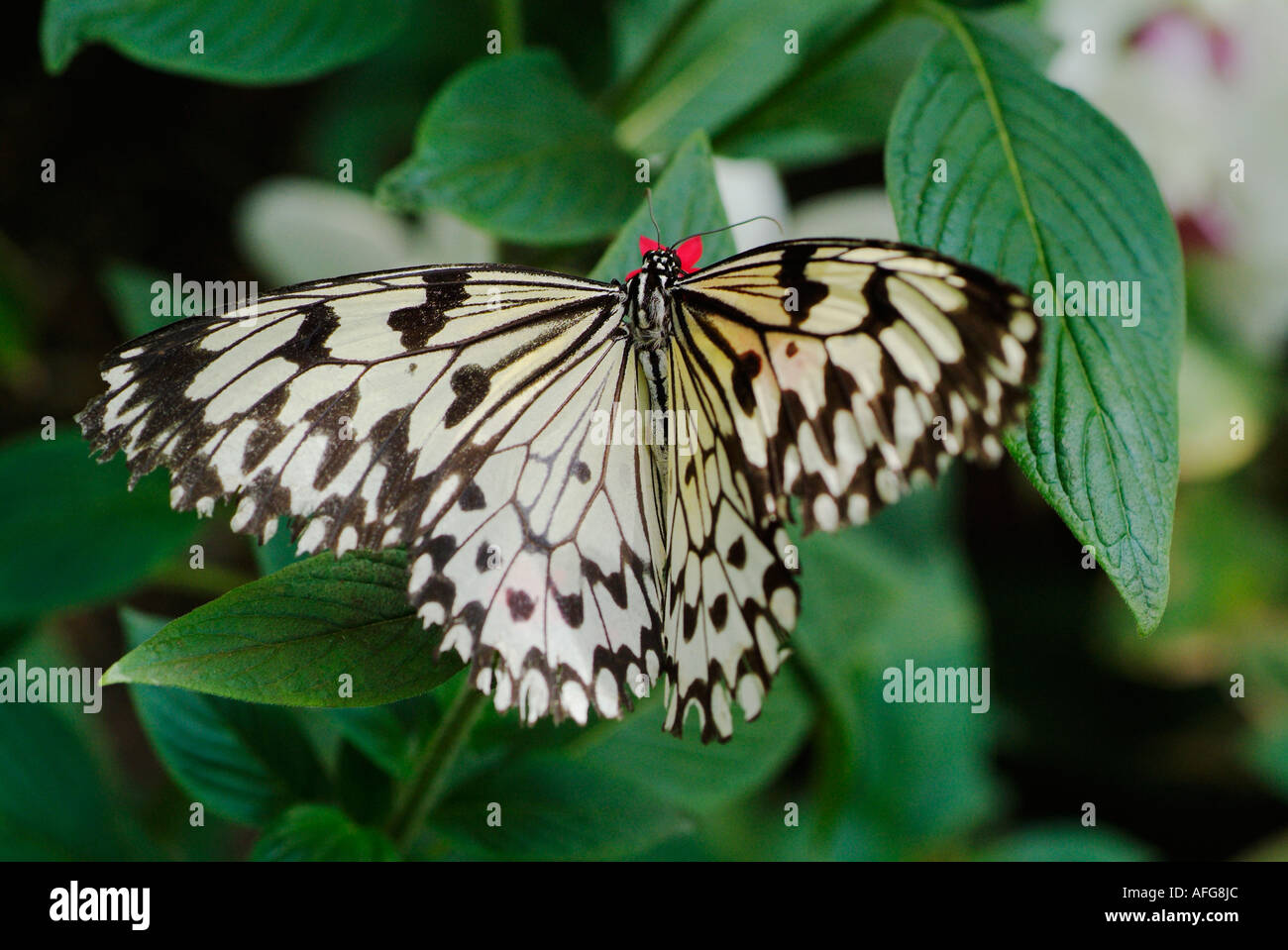 Butterfly Tree Nymph Malaysia Stock Photo - Alamy