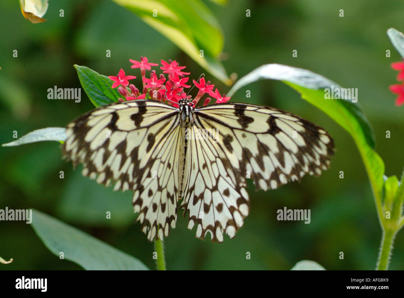 Butterfly Tree Nymph Malaysia feeding on flower Stock Photo - Alamy