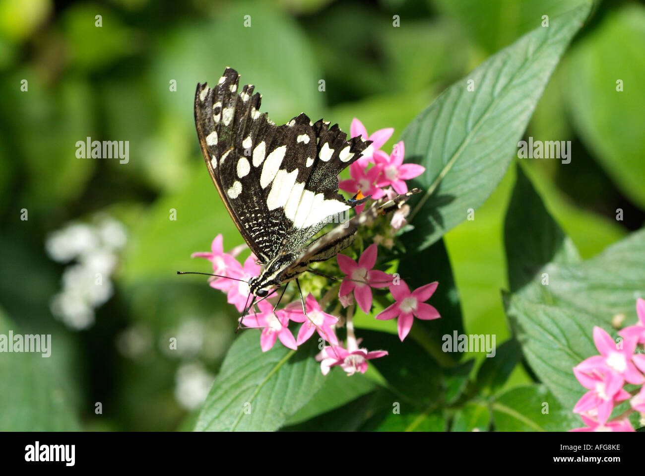 Butterfly tree nymph malaysia hi-res stock photography and images - Alamy