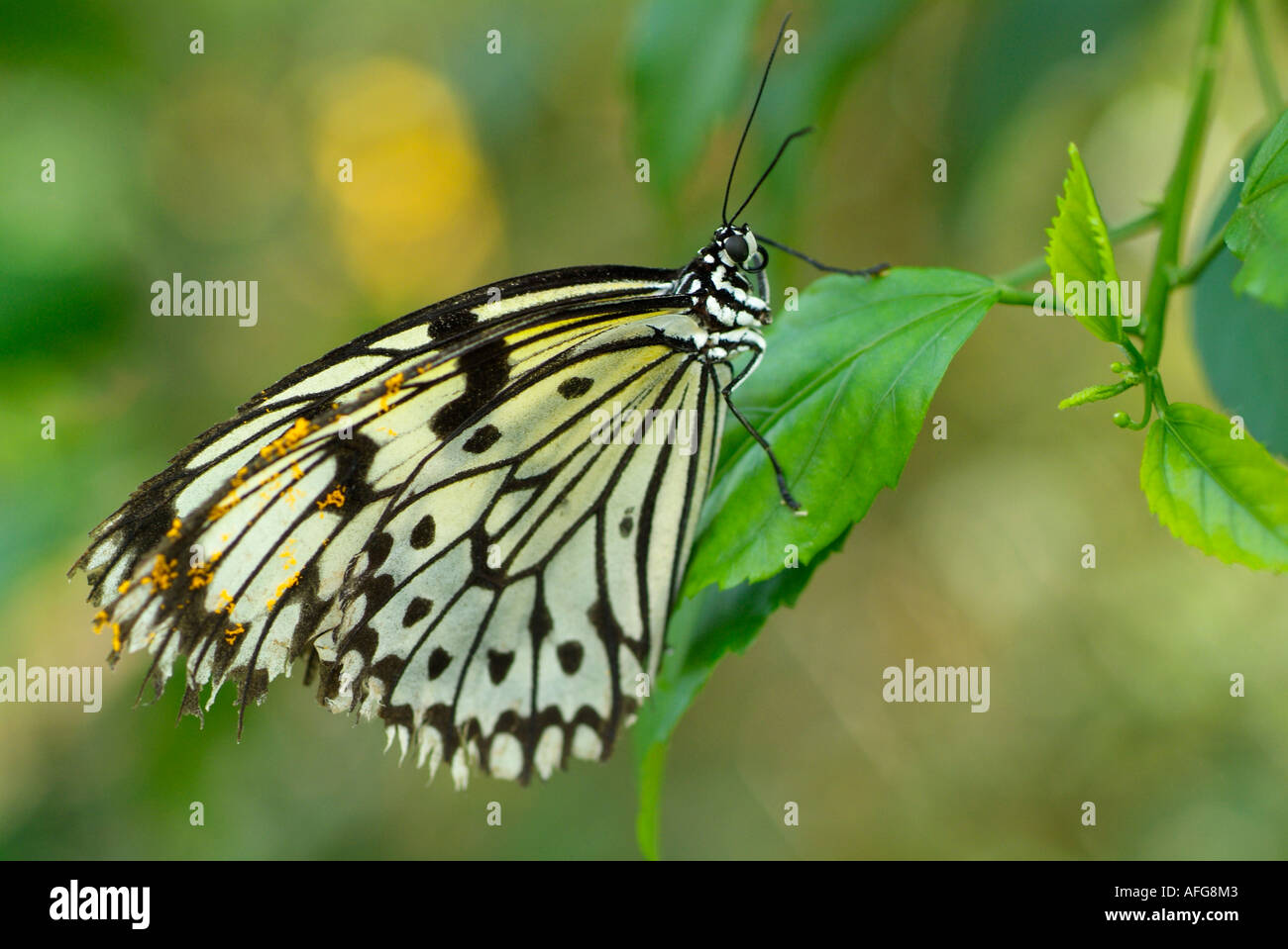 Butterfly Tree Nymph Malaysia Stock Photo - Alamy