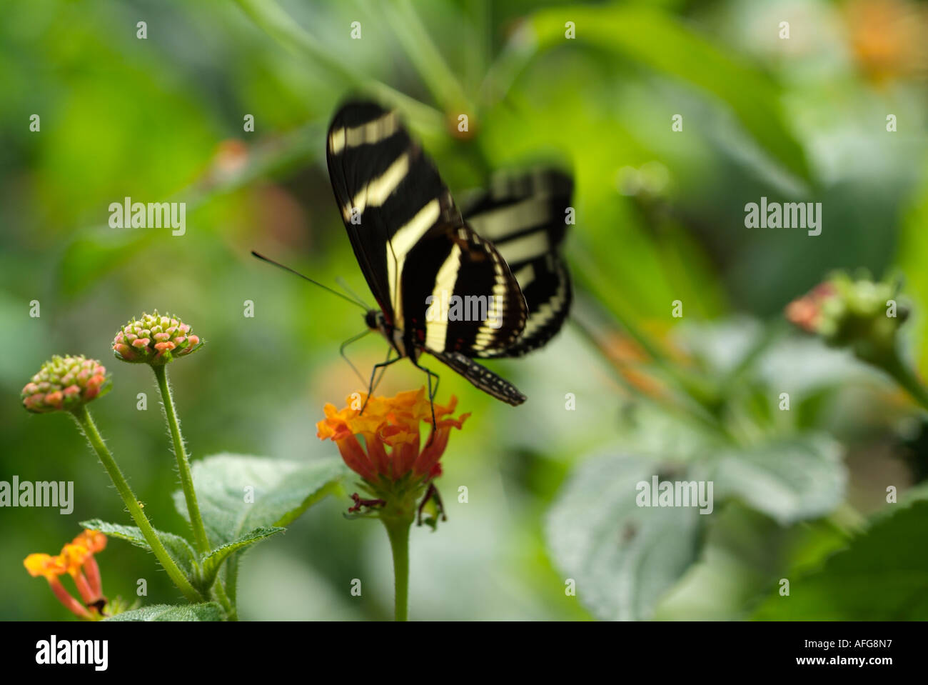 Butterfly ZEBRA Heliconius charitonia South America Stock Photo - Alamy