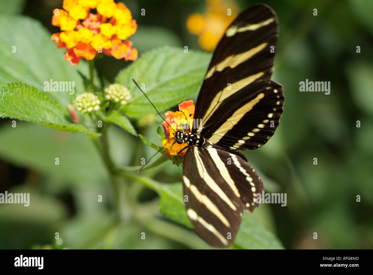 Butterfly ZEBRA Heliconius charitonia South America Stock Photo - Alamy