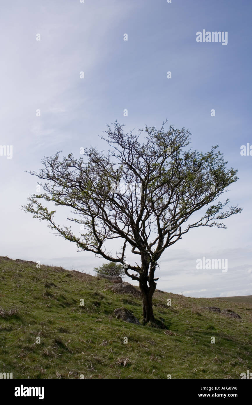 Wind swept tree on South Dartmoor England Stock Photo - Alamy